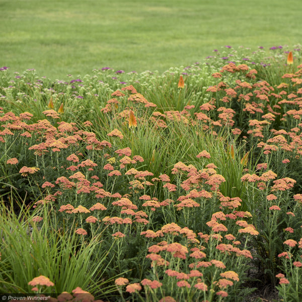 Yarrow, Firefly Peach Sky #1 – Greenwood Creek Nursery