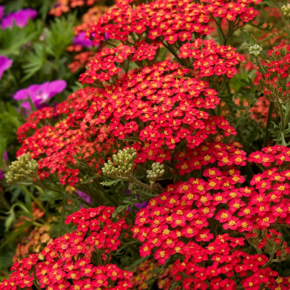 Yarrow, Paprika #1 – Greenwood Creek Nursery