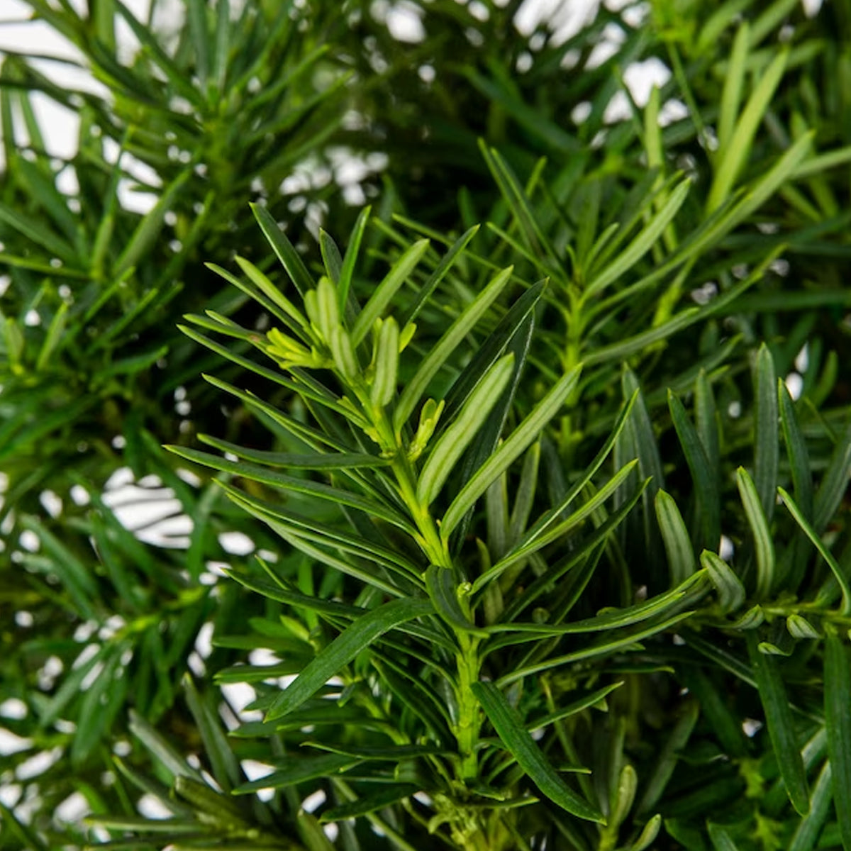 Yew, Densiformis – Greenwood Creek Nursery