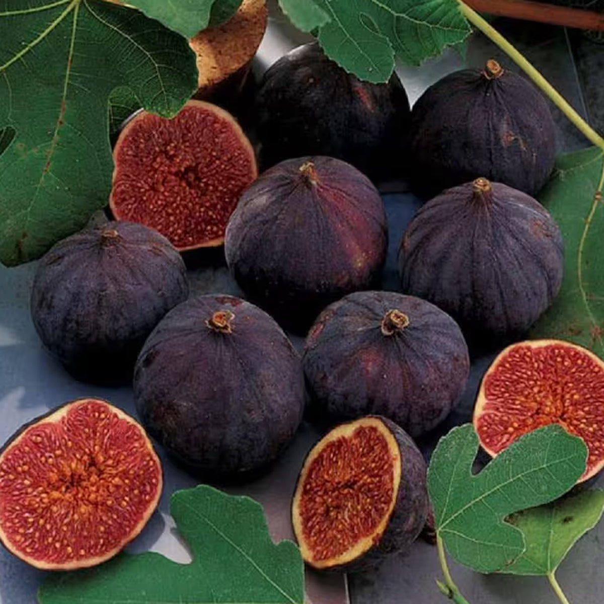 Fig, Chicago Hardy #5 – Greenwood Creek Nursery