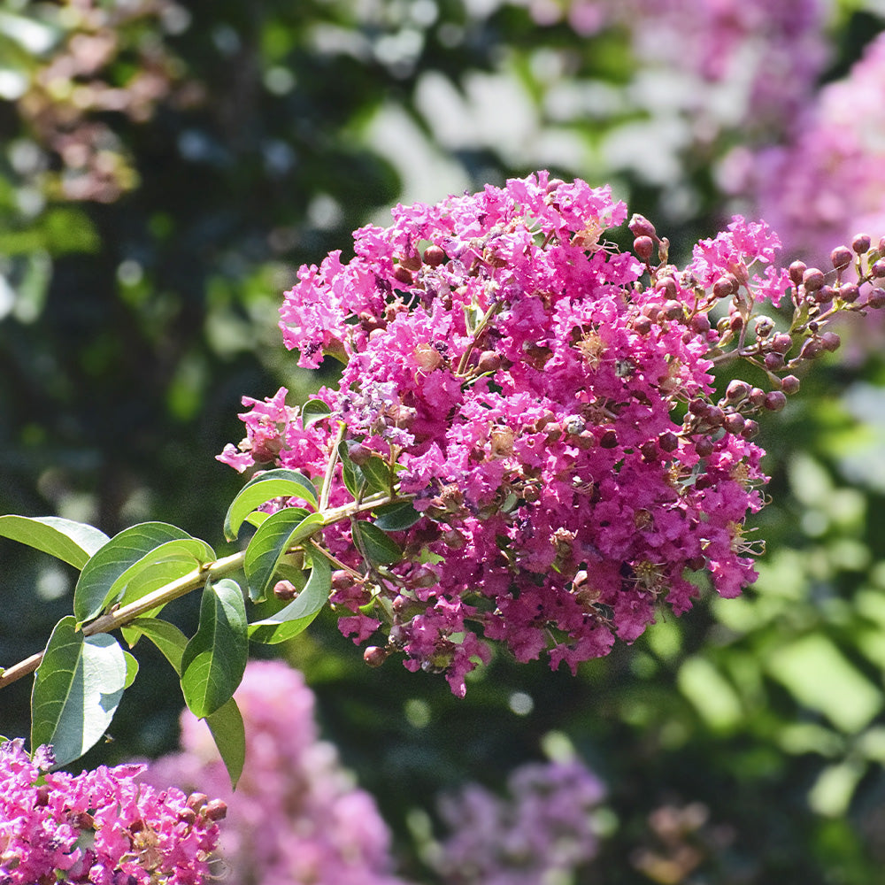Crape Myrtle, Coral Magic #3 – Greenwood Creek Nursery
