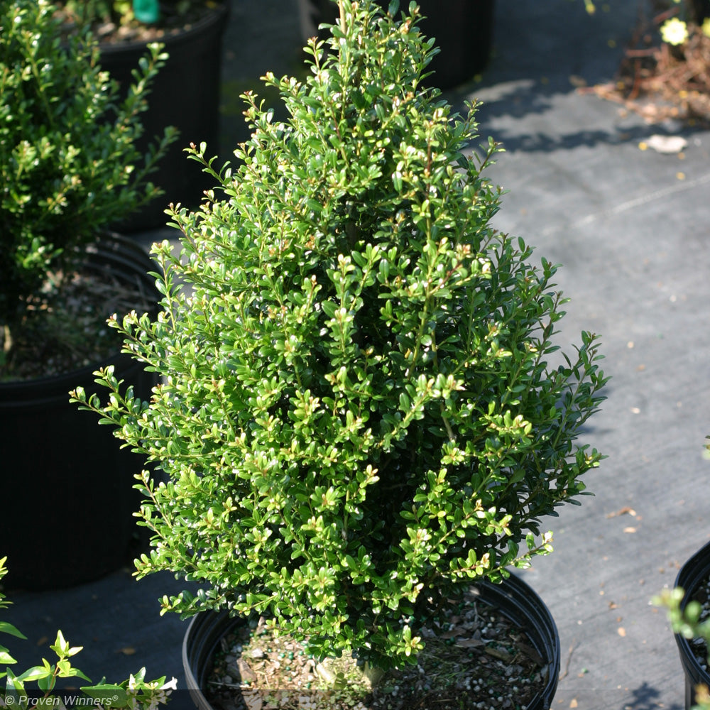 Holly, Patti O Box #3 – Greenwood Creek Nursery