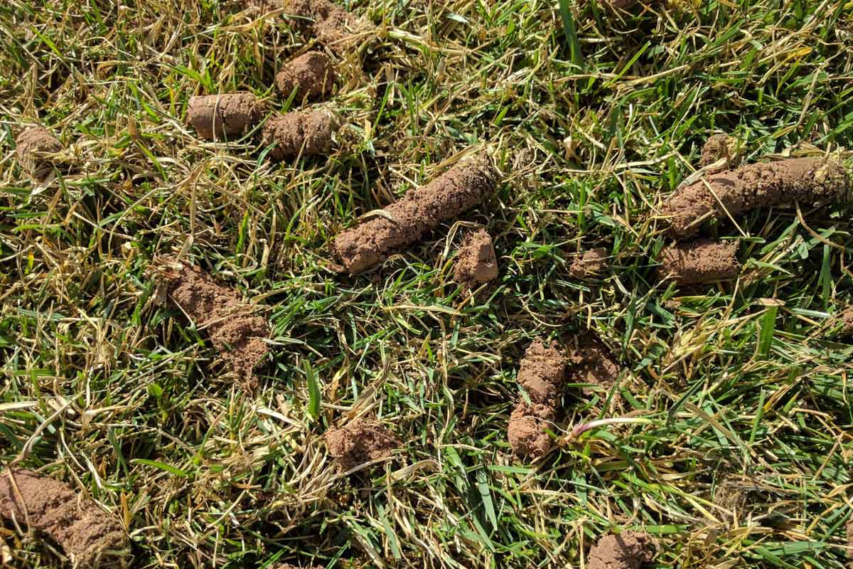 Core Aeration >15k – Greenwood Creek Nursery