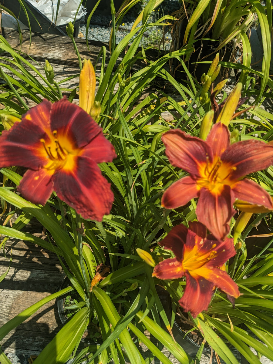 Daylily, Chicago Blackout #1 – Greenwood Creek Nursery