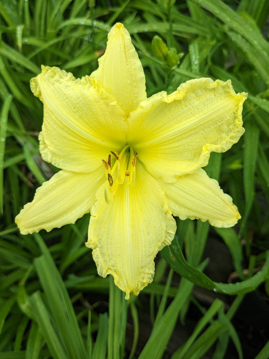 Daylily, Big Time Happy #1 – Greenwood Creek Nursery