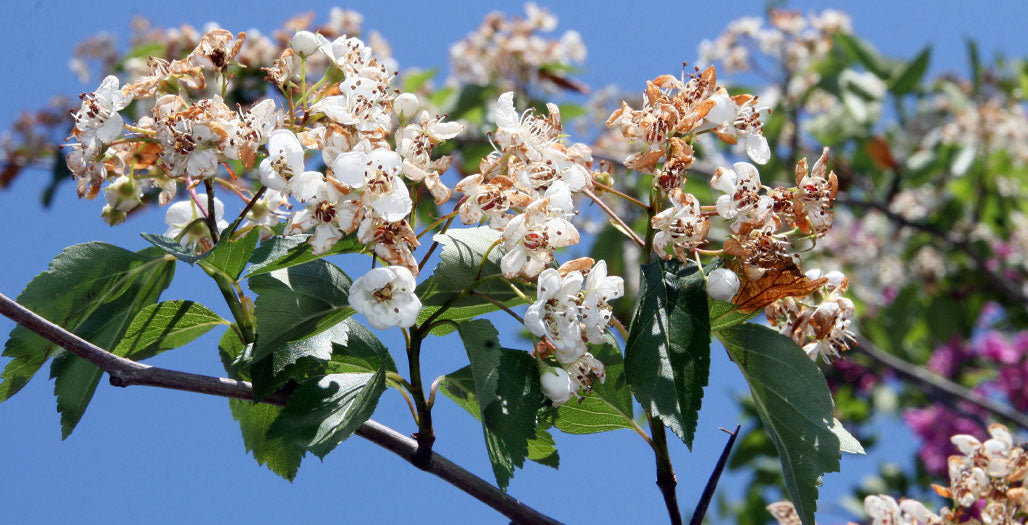 Native Trees – Greenwood Creek Nursery